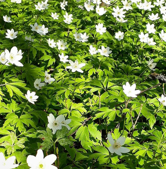 Bosanemoon Anemone nemorosa - Planten kopen & combineren