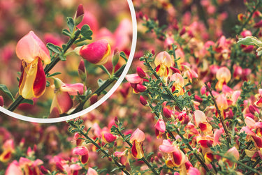 Brem - Cytisus 'Goldfinch' Laagstam sierheester geel rood