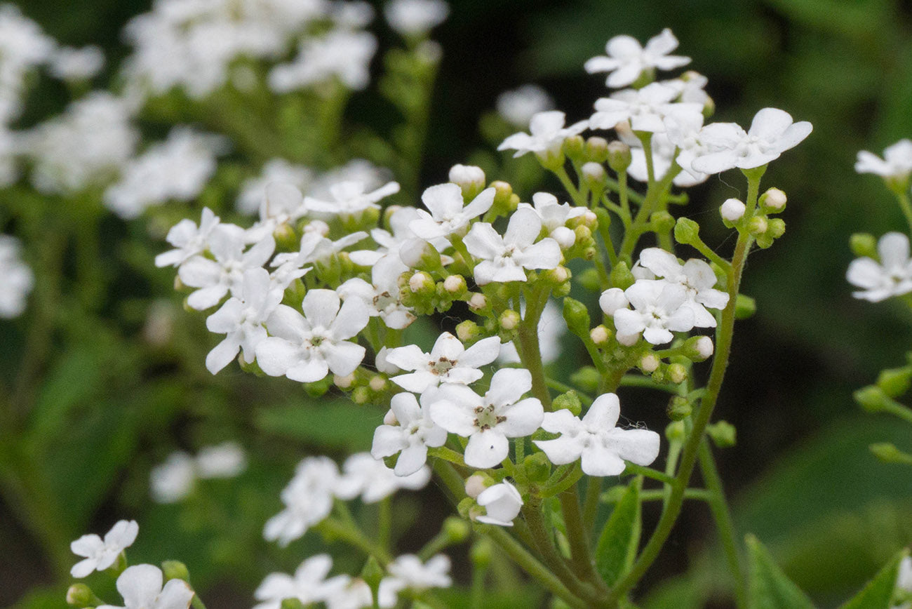 Brunnera macrophylla 'White Zebra' planten bestellen