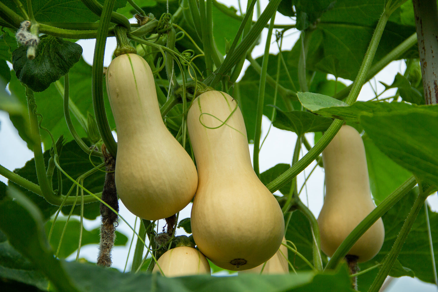 Butternut pompoen - Flessenpompoen planten kopen en tips