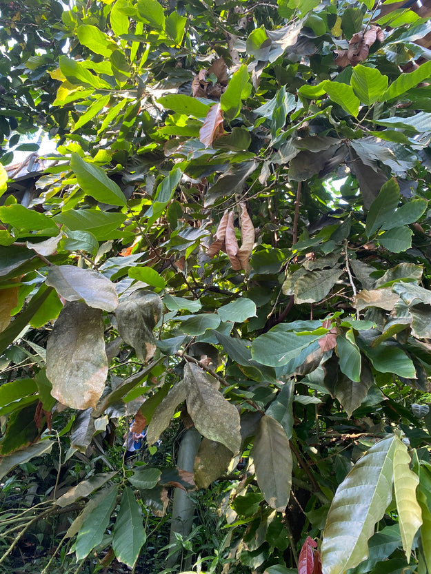Cacaoboom Theobroma cacao Chocolade bonen struik / plant