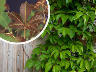 Wilde wingerd - Parthenocissus tricuspidata 'Veitchii' - Yarinde