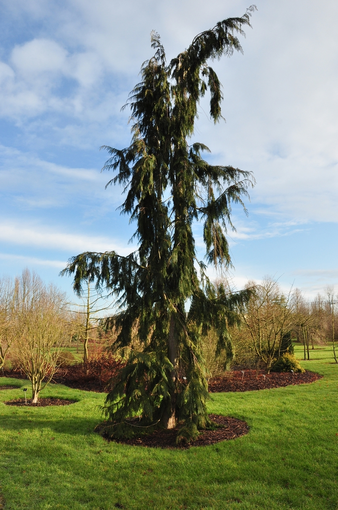 Californische cipres - Chamaecyparis lawsoniana 'Diks Weeping'