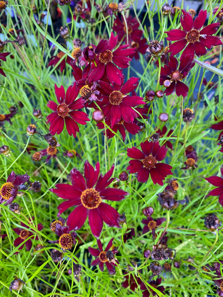 Rood bloeiende Meisjesogen Coreopsis verticillata 'Ruby Red'