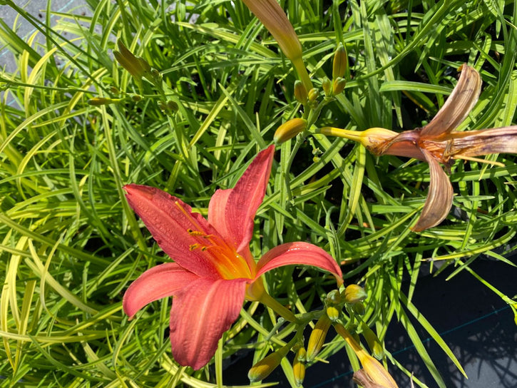 Biologisch Daglelie - Hemerocallis 'Pink Damask' bio plant