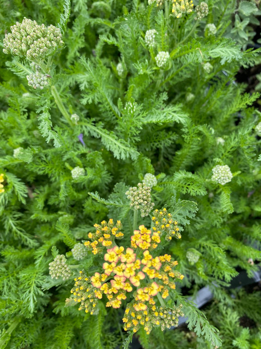 Duizendblad Achillea millefolium Milly Rock Yellow plant
