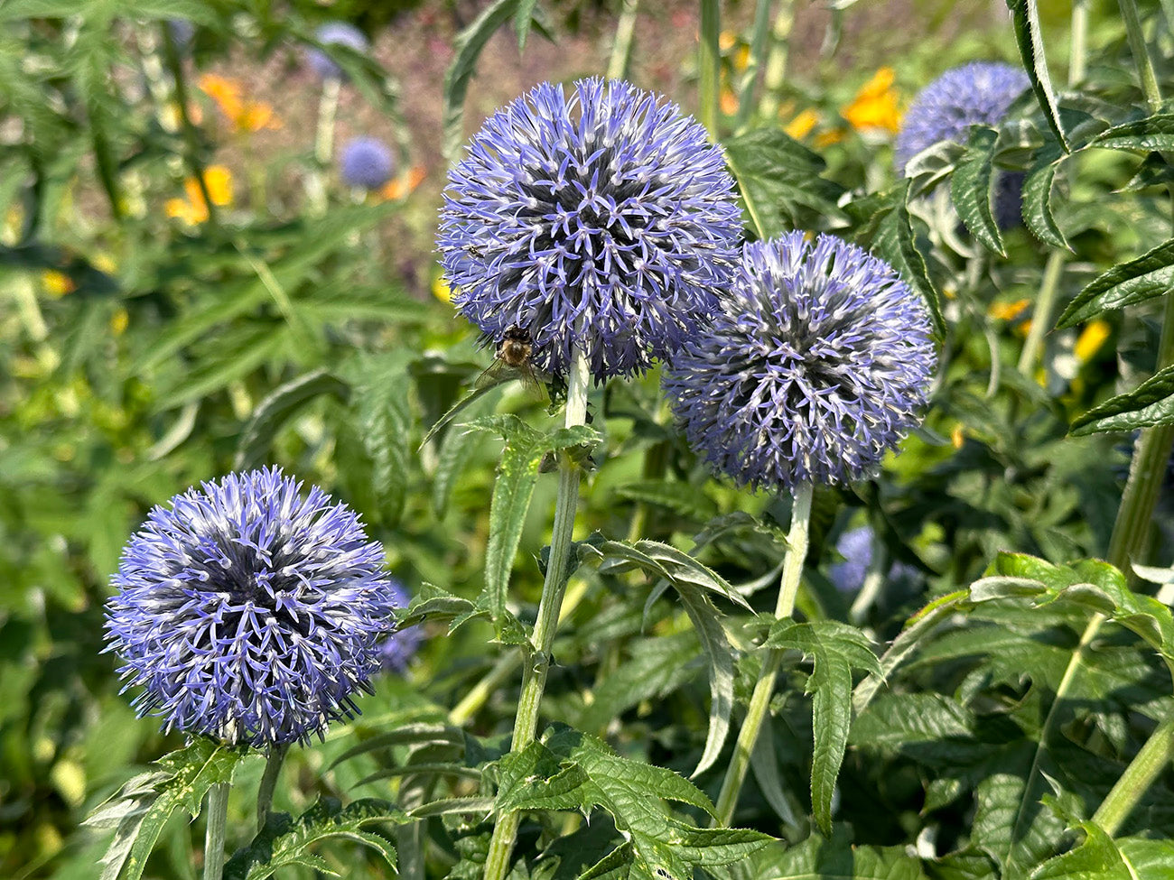 Kogeldistel Echinops bannaticus 'Blue Globe' plant 1 meter
