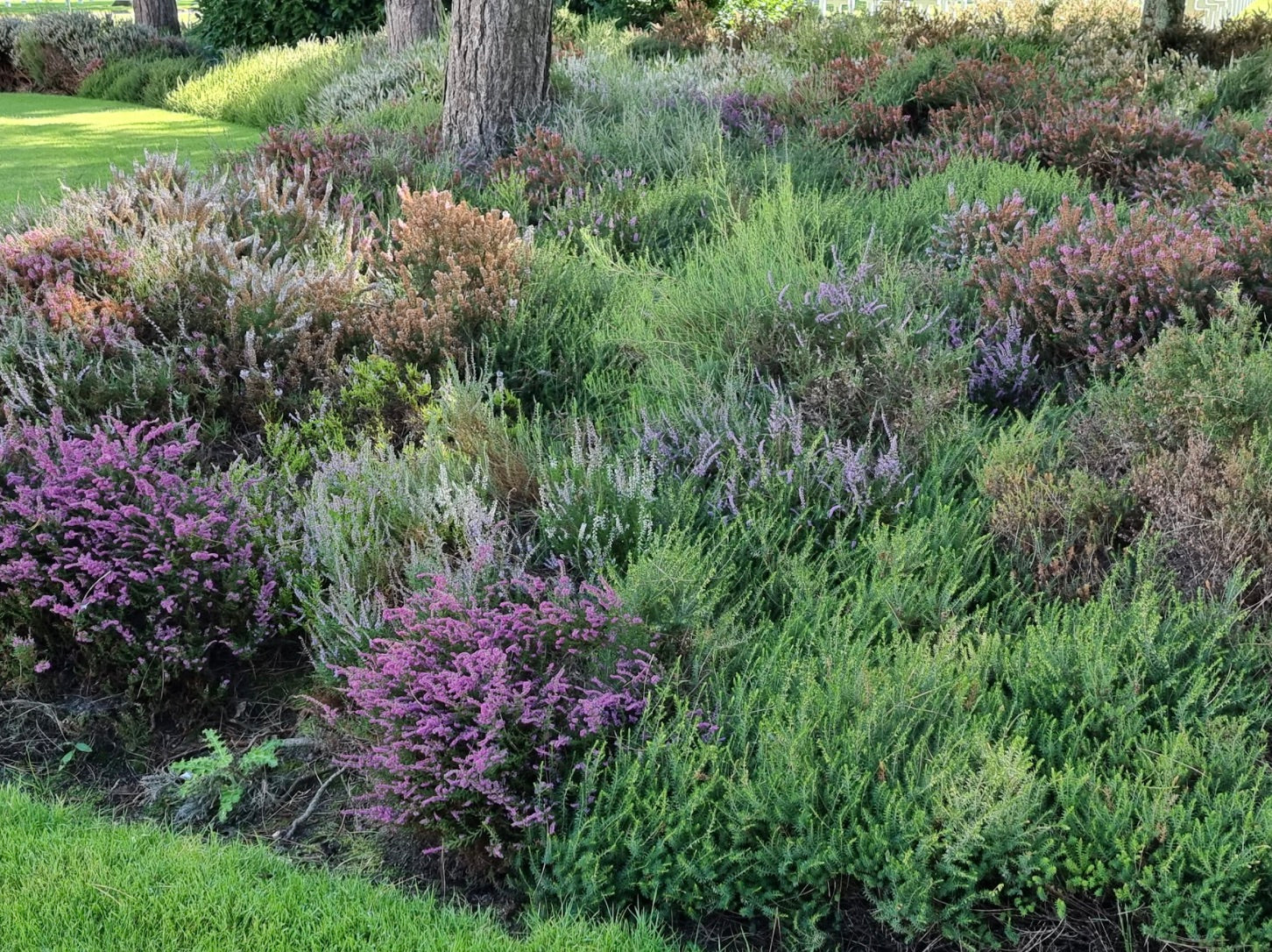 Alpenheide - Erica carnea 'Springwood White' - Yarinde tuinplant