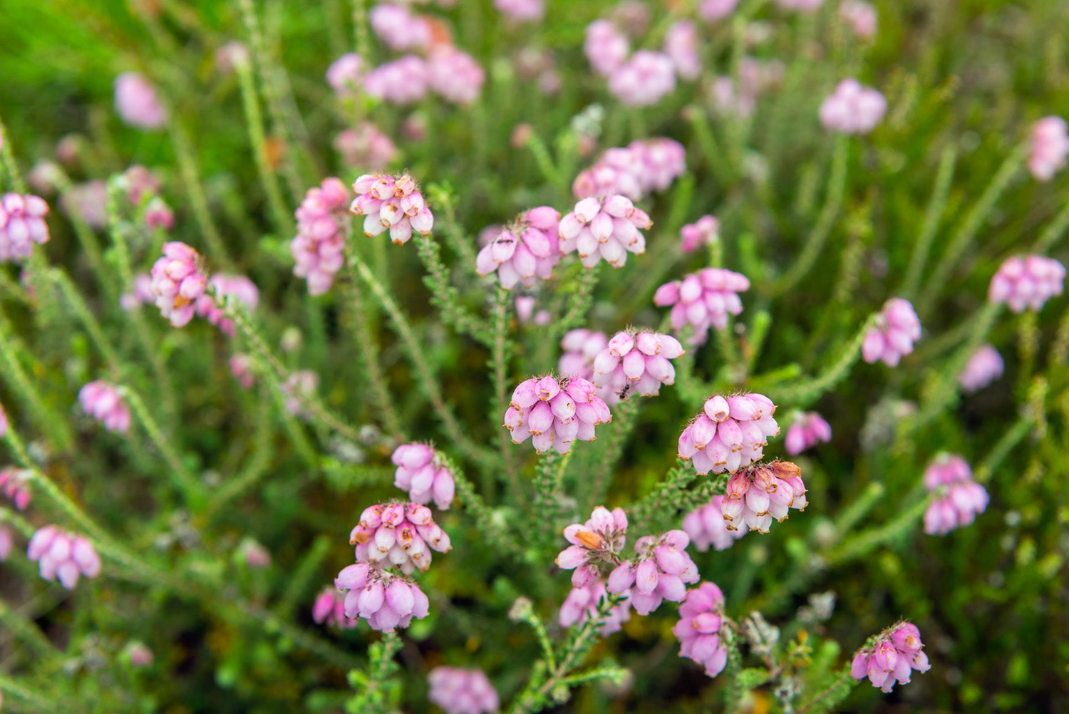 Gewone dopheide - Erica tetralix inheems laagblijvende plant