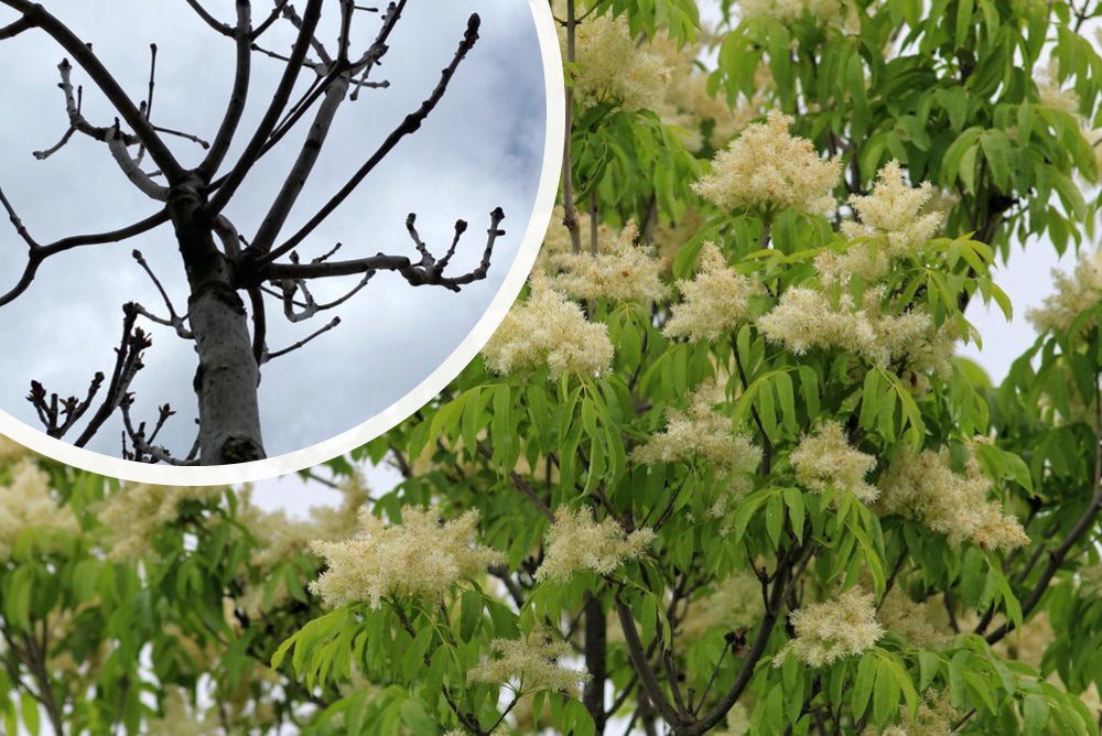 Es boom - Fraxinus Ornus Meczek Pluim-es / Esboom