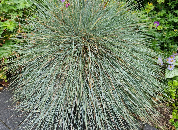 Blauwe schapengras Festuca glauca Siergras kopen & combineren