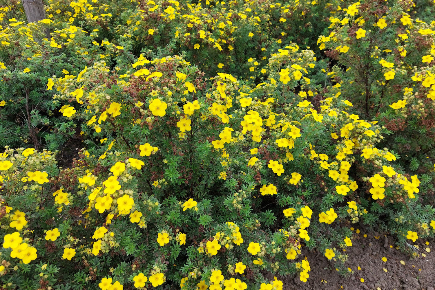 Ganzerik - Potentilla fragiformis plant