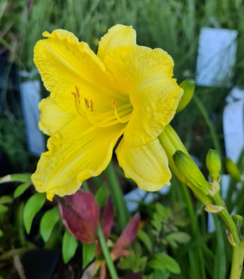 Daglelie Hemerocallis 'Green Flutter' geel bloeiende plant