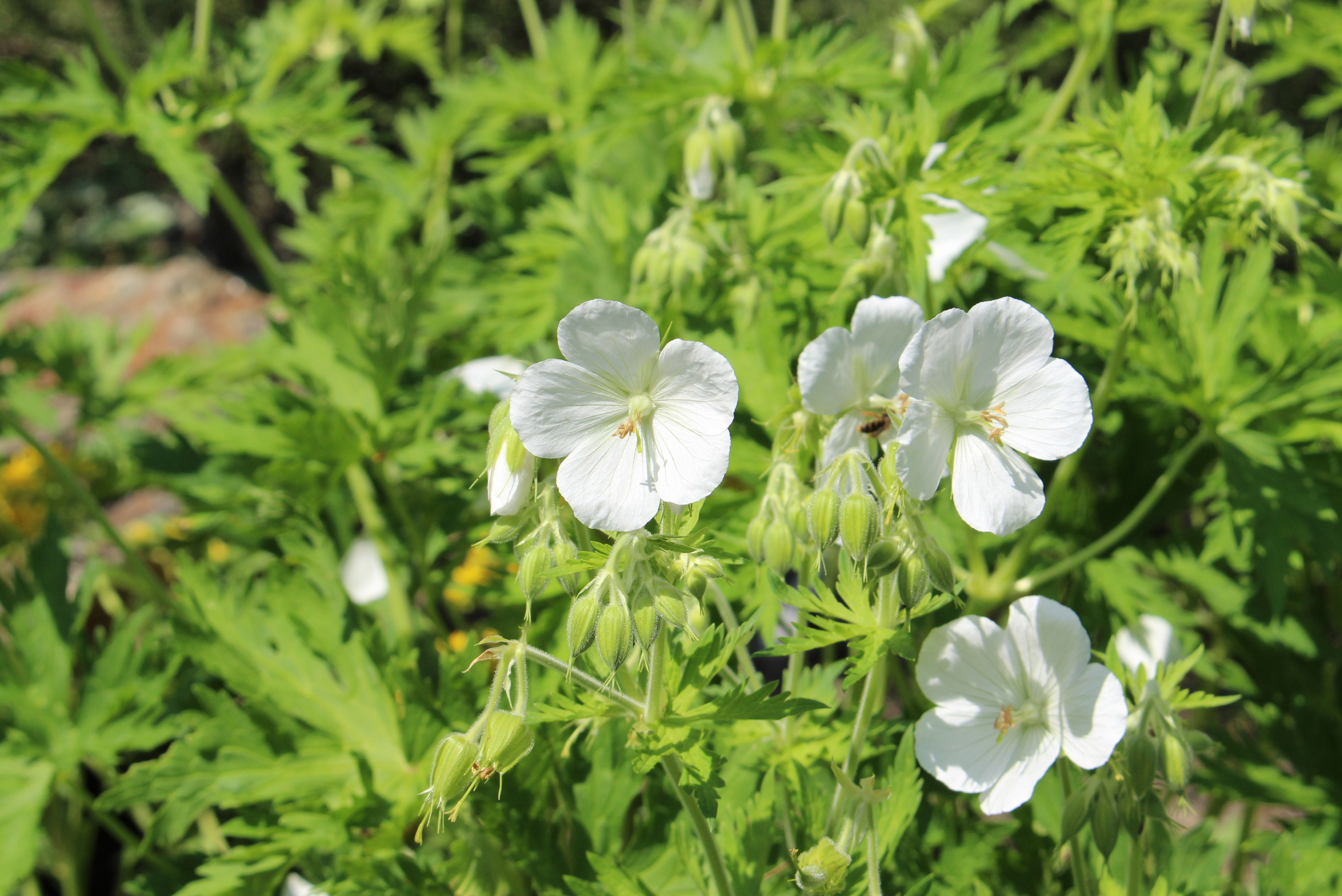 Witte Ooievaarsbek - Geranium macrorrhizum 'White Ness'
