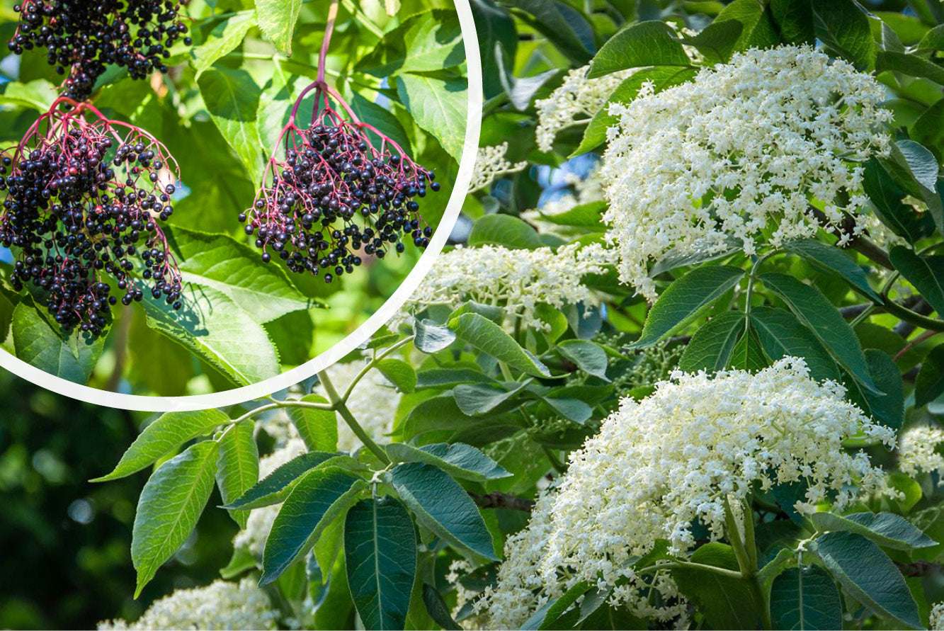 Gewone vlier - Sambucus nigra - inheemse struiken kopen