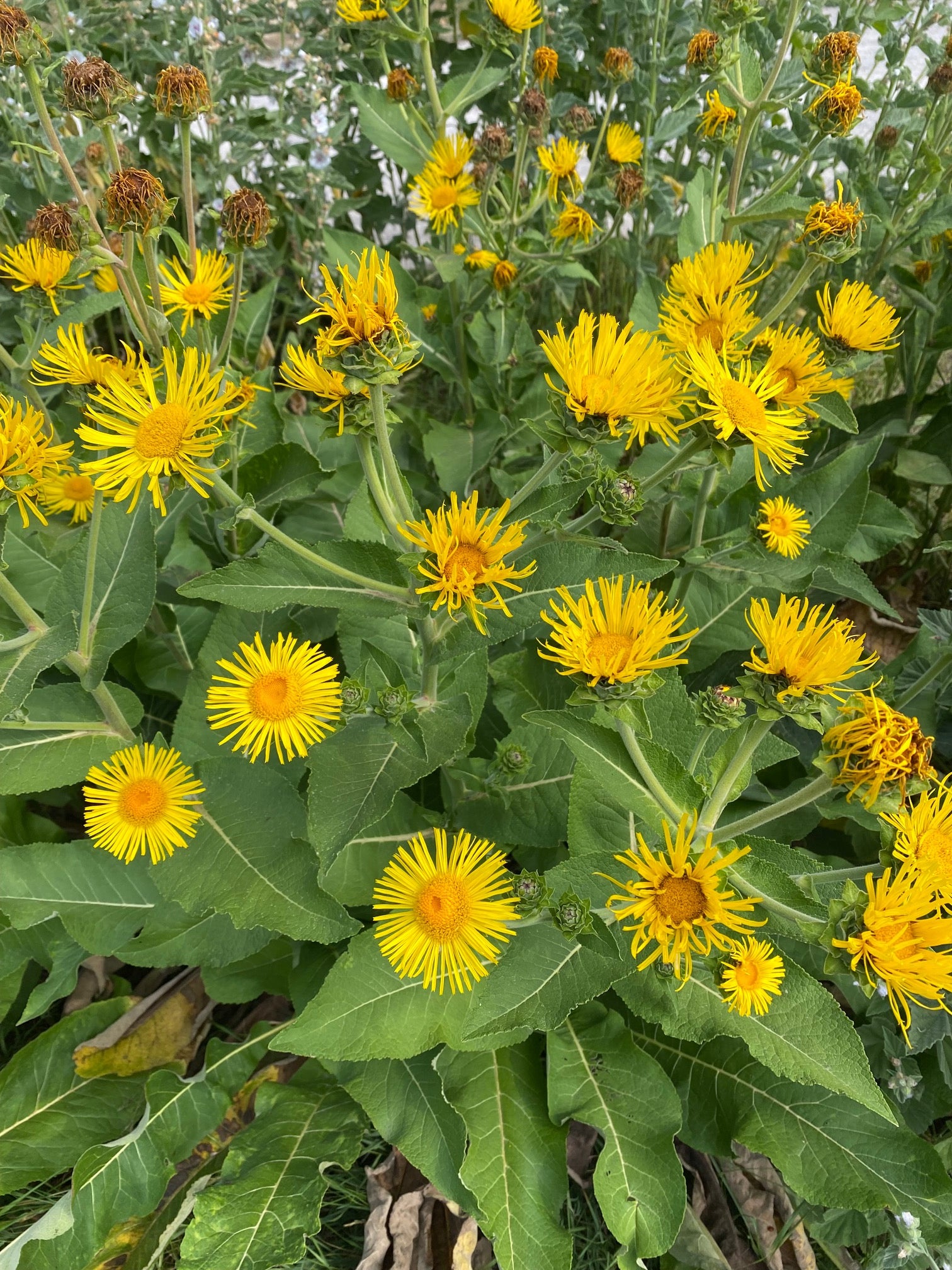 Griekse alant - Inula helenium plant
