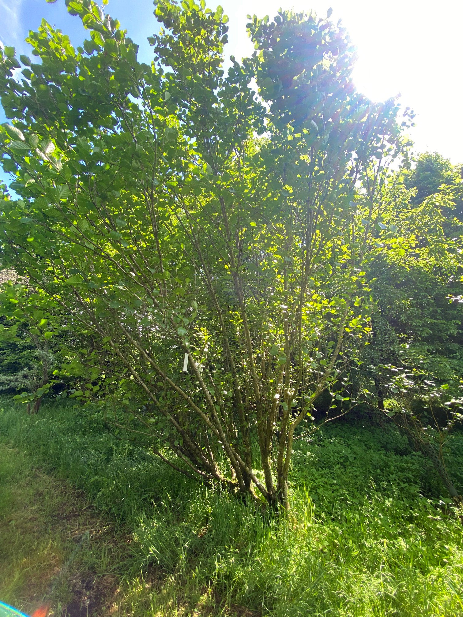 Groene els - Alnus viridis boom/heester