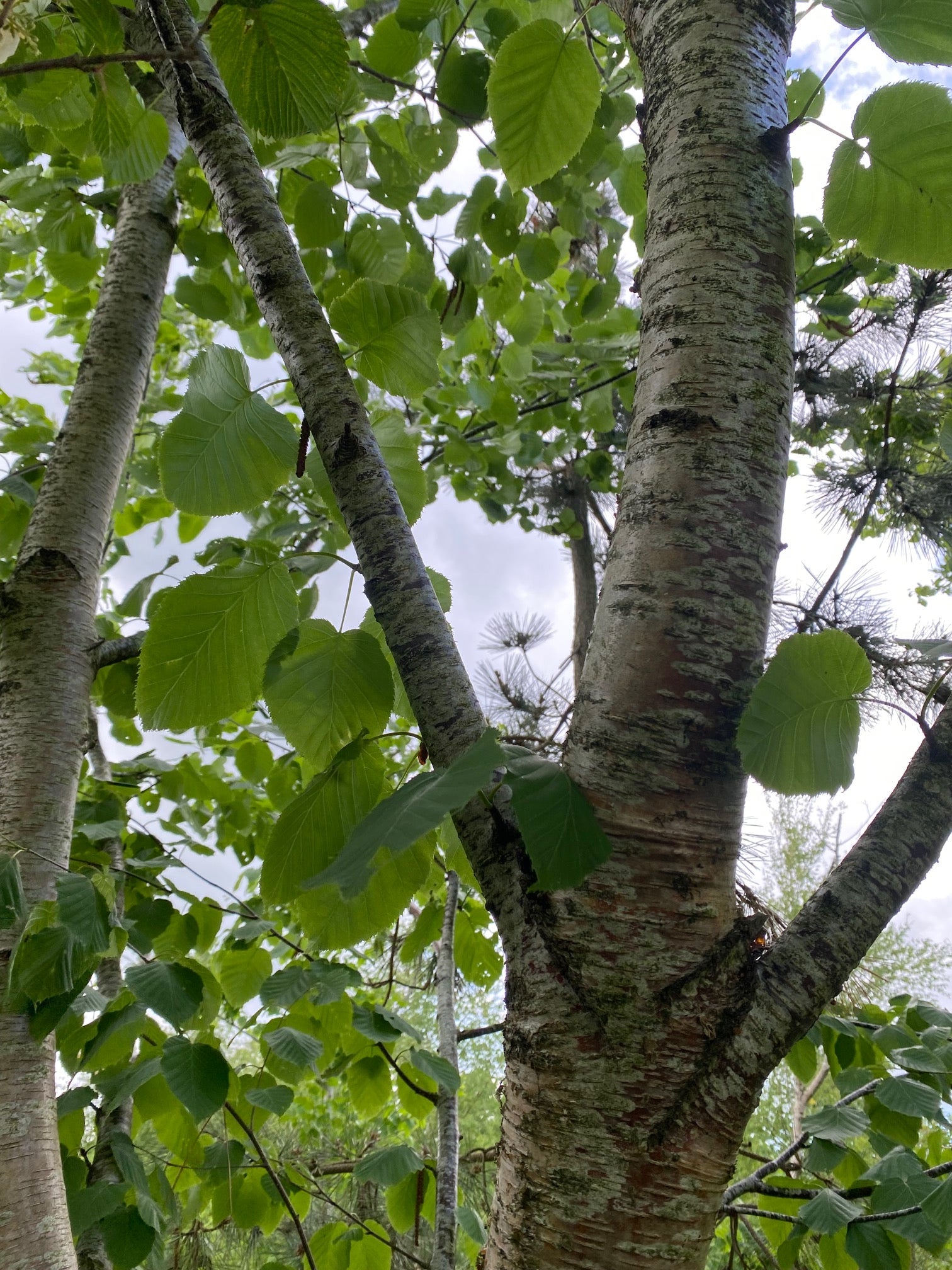 Grootbladige els - Alnus maximowiczii boom/heester