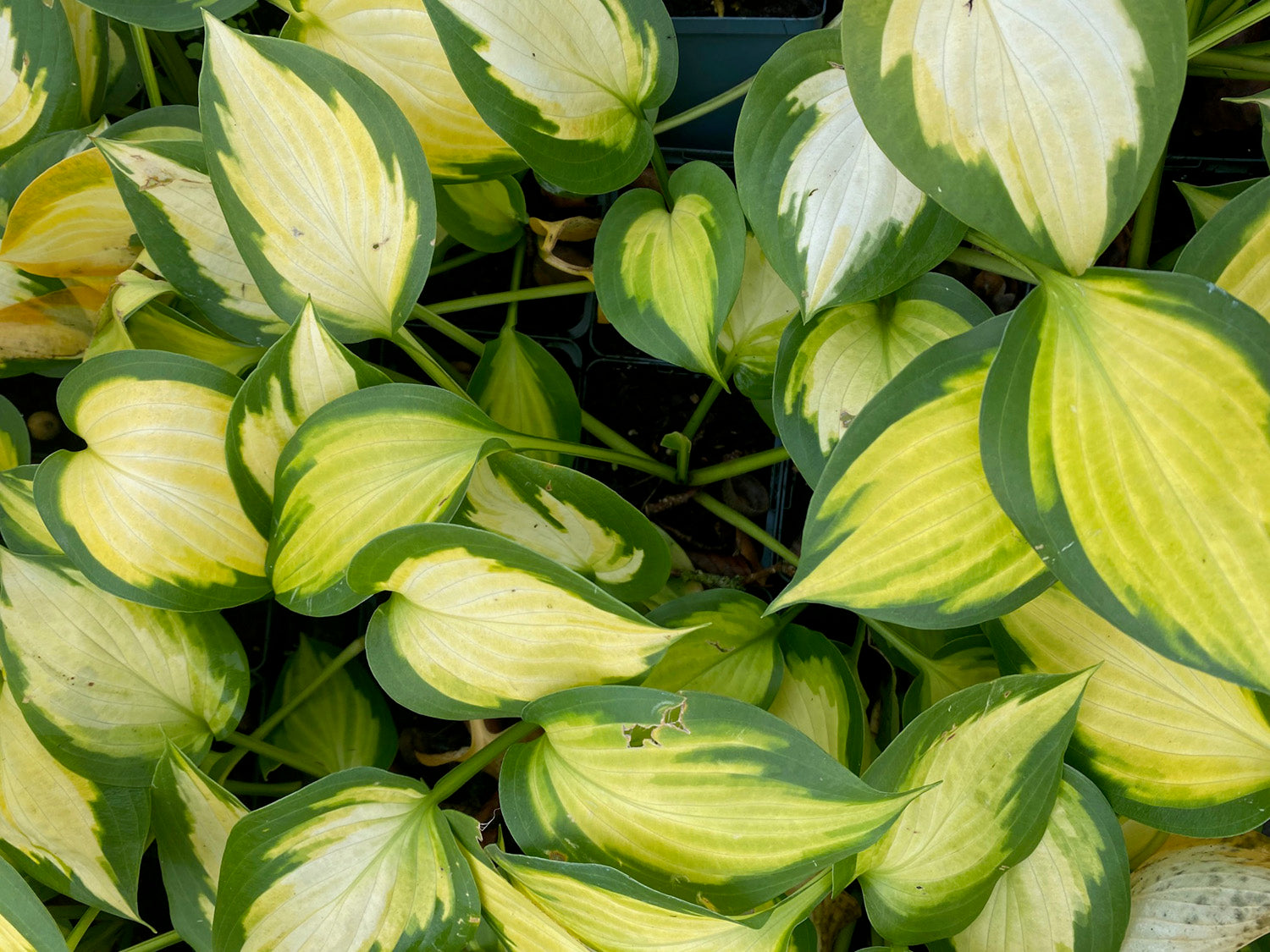 Hartlelie Hosta 'Forbidden Fruit' geel blad, donkere rand