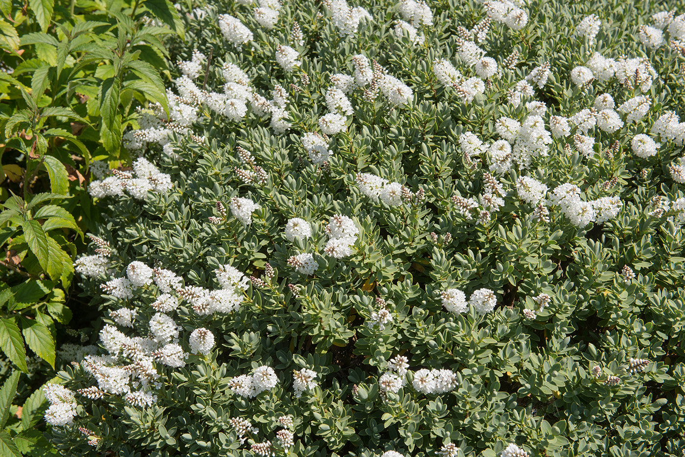 Struikveronica Hebe 'Baby Marie' Bladhoudende struik 30 cm