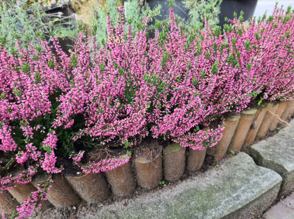 Struikhei - Calluna vulgaris 'Marleen' - Yarinde zomerheides