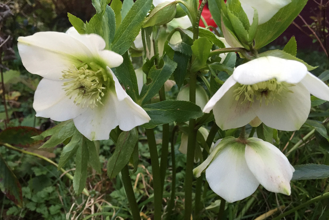 Nieskruid wit - Helleborus orientalis 'Pretty Ellen White'