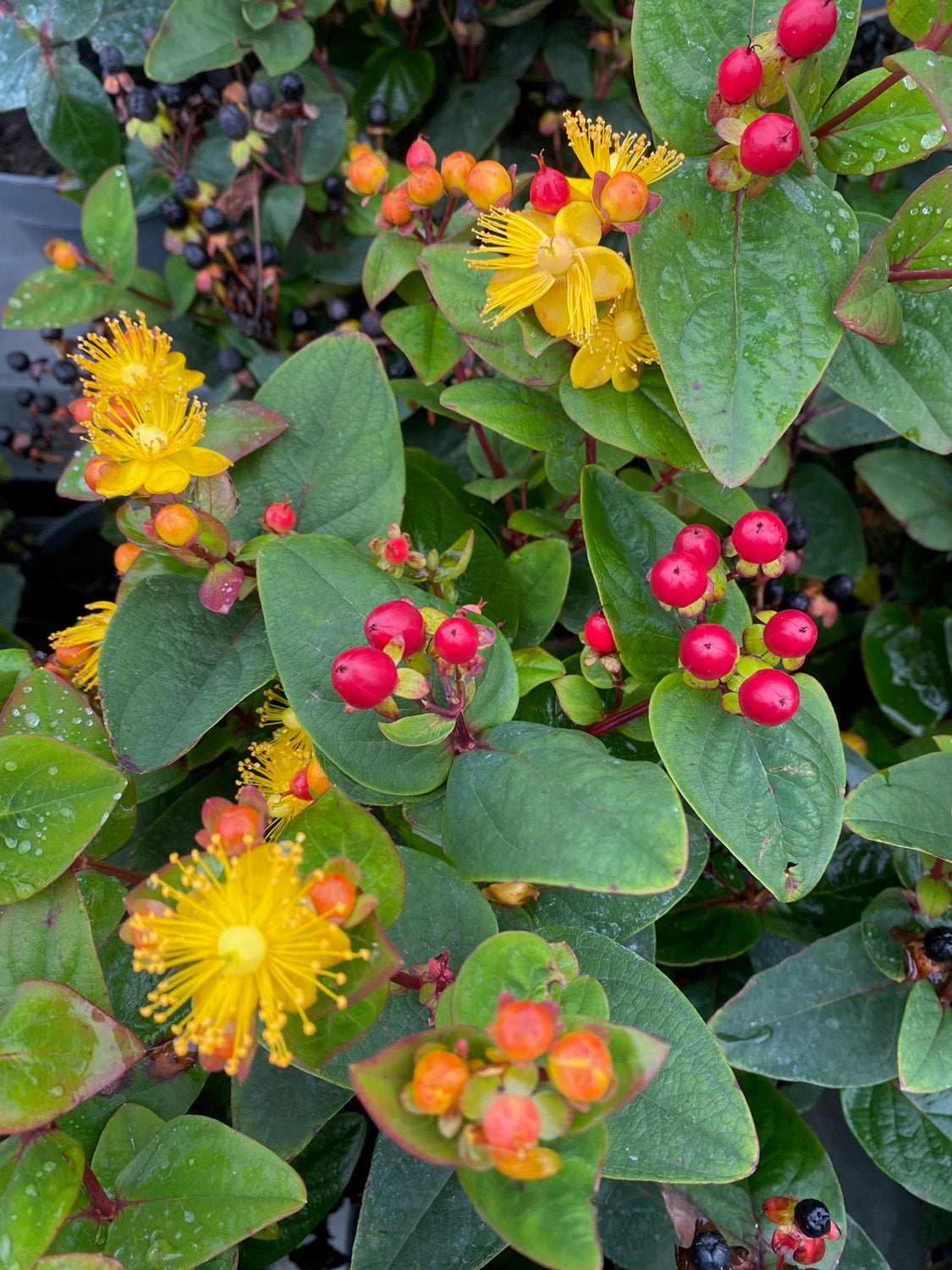 Hertshooi plant Hypericum 'Miracle Attraction'