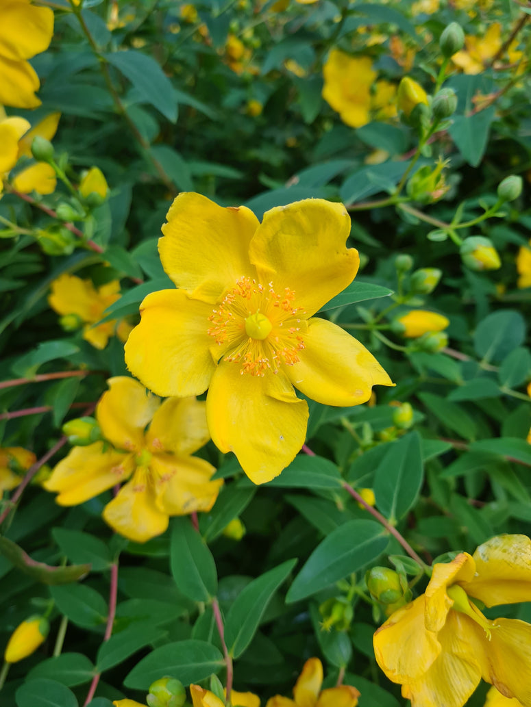 Hertshooi Hypericum 'Hidcote' - tuin planten kopen