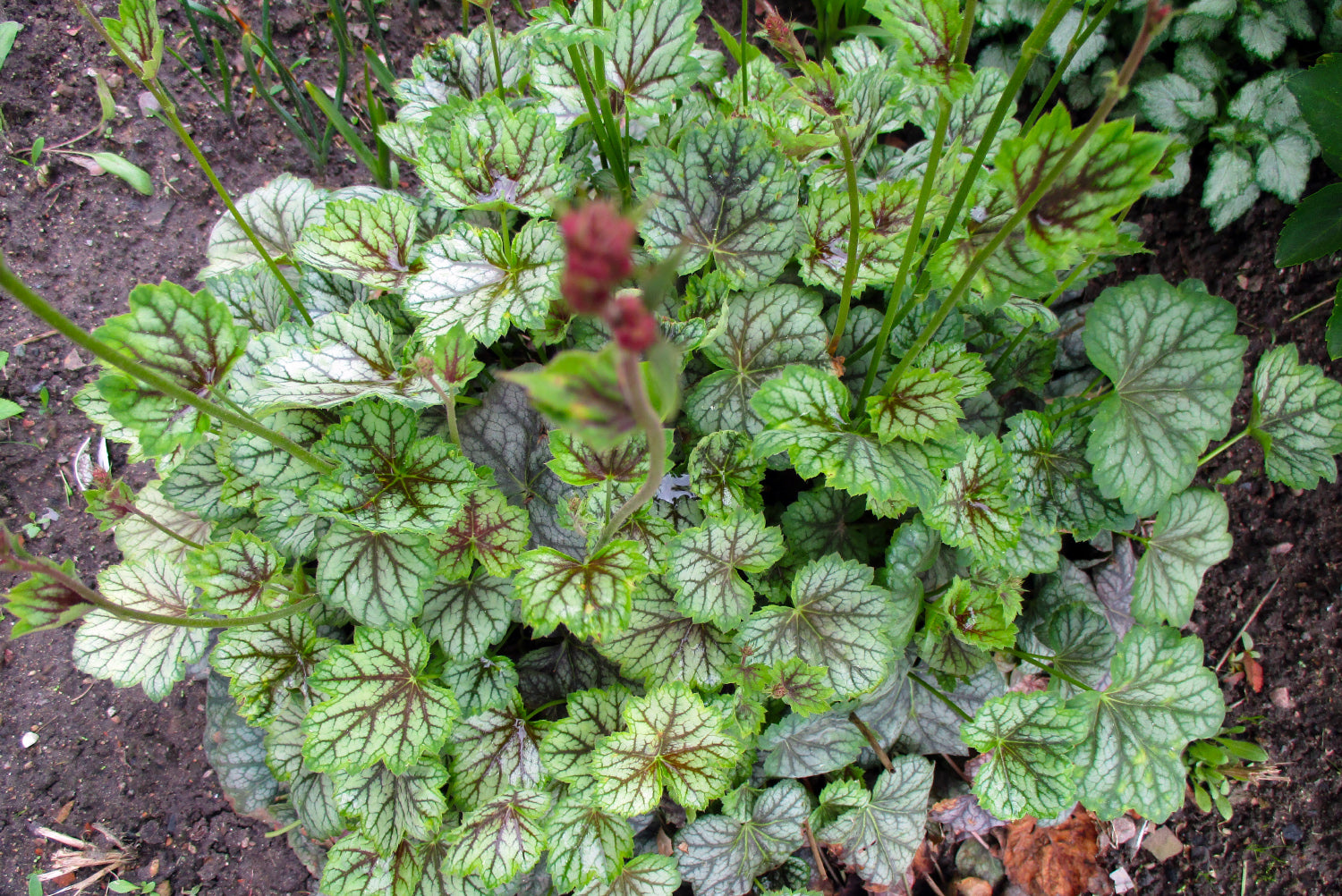 Purperklokje Heuchera americana 'Beauty Colors' - Yarinde