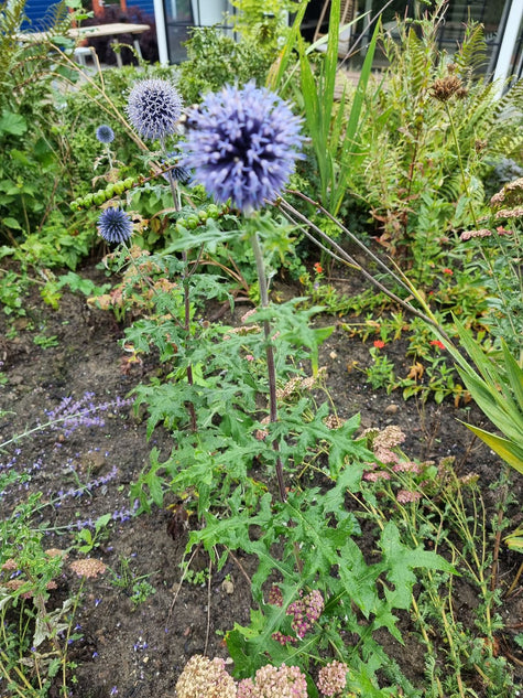 Kogeldistel - Echinops ritro tuinplanten combineren en kopen