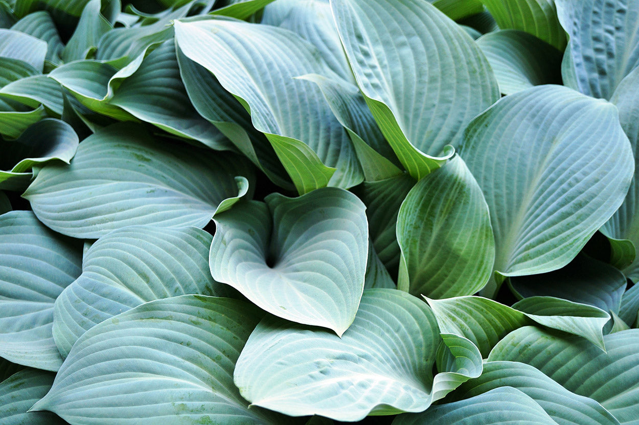 Hartlelie - Hosta 'Red Cadet' plant kopen & info
