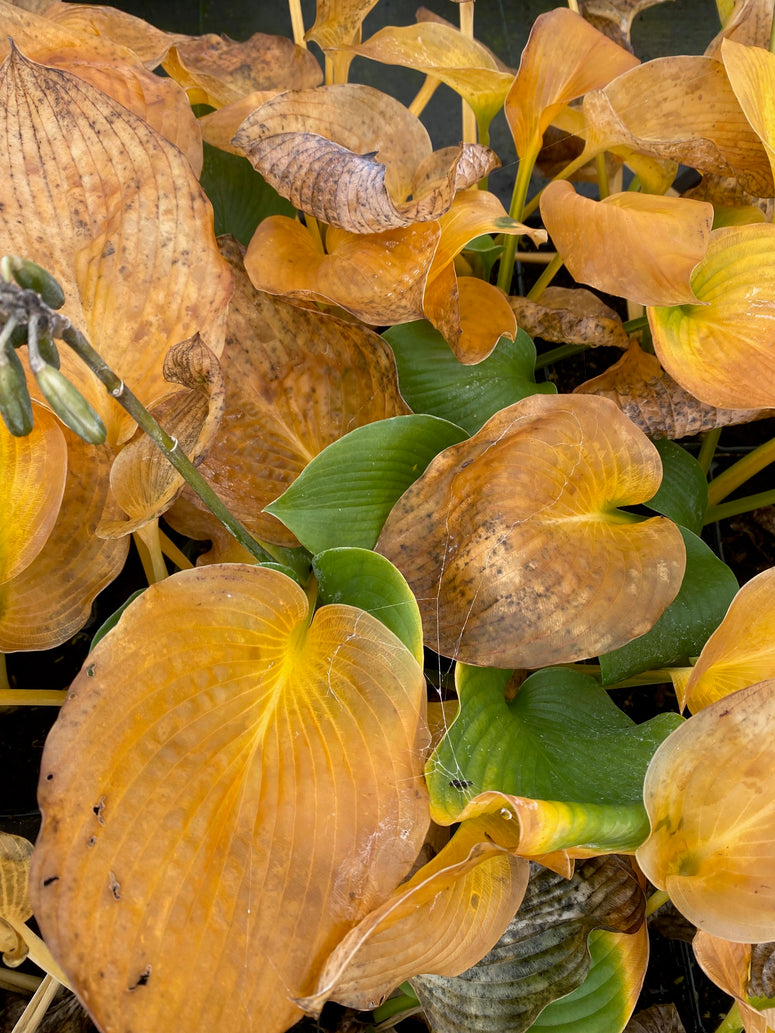 Hartlelie Hosta sieboldiana 'Elegans' planten kopen & combineren