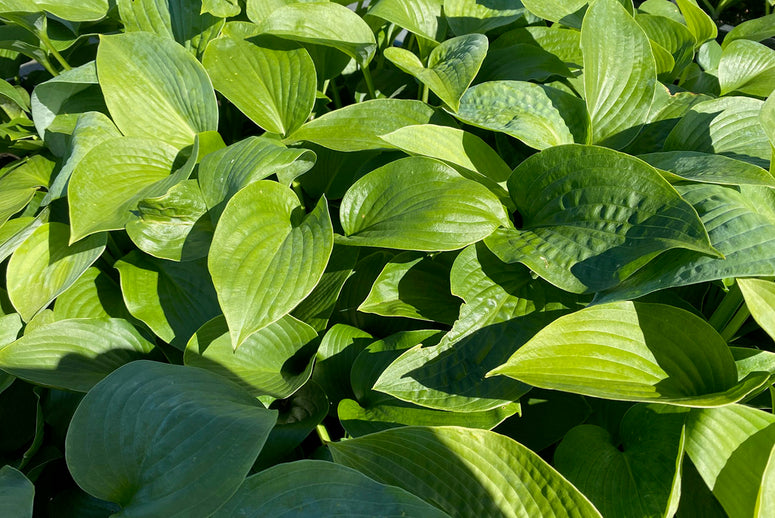 Hartlelie Hosta sieboldiana 'Elegans' planten kopen & combineren