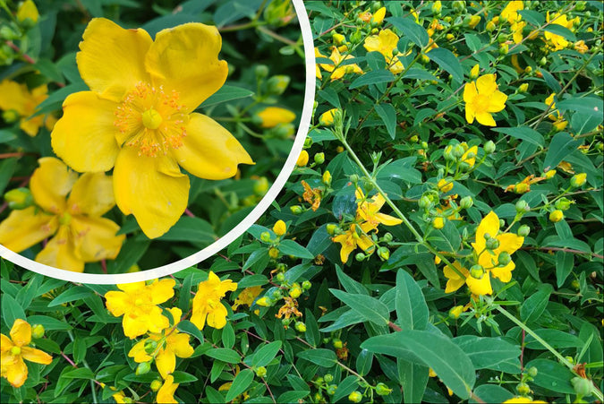 Hertshooi Hypericum 'Hidcote' - tuin planten kopen