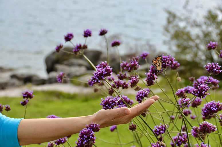 Biologisch IJzerhard (Lage soort) Verbena bonariensis 'Lollipop' bio