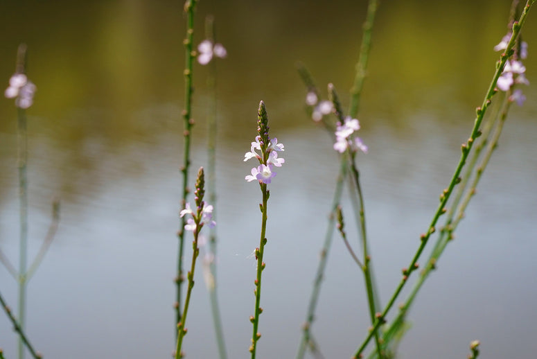 IJzerhard - Verbena officinalis plant kopen & combineren