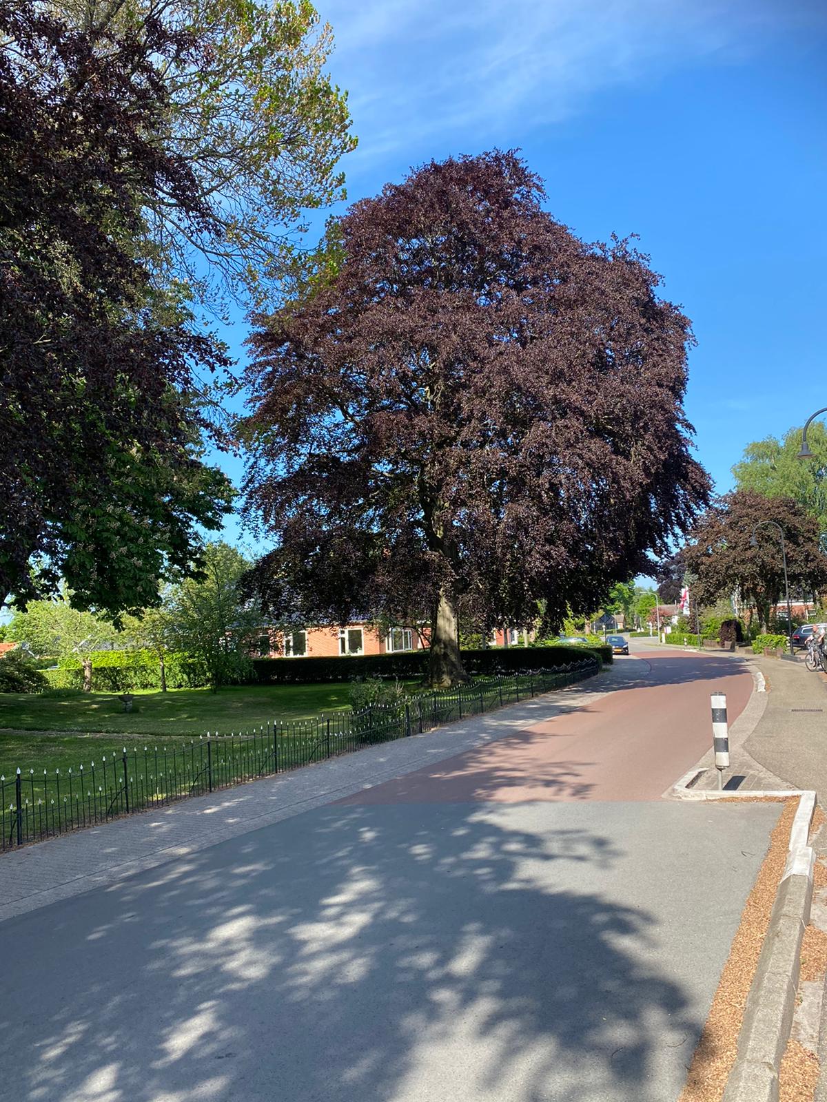 Rode beuk - Fagus sylvatica 'Atropunicea' - Bruine beukenboom hoogstam