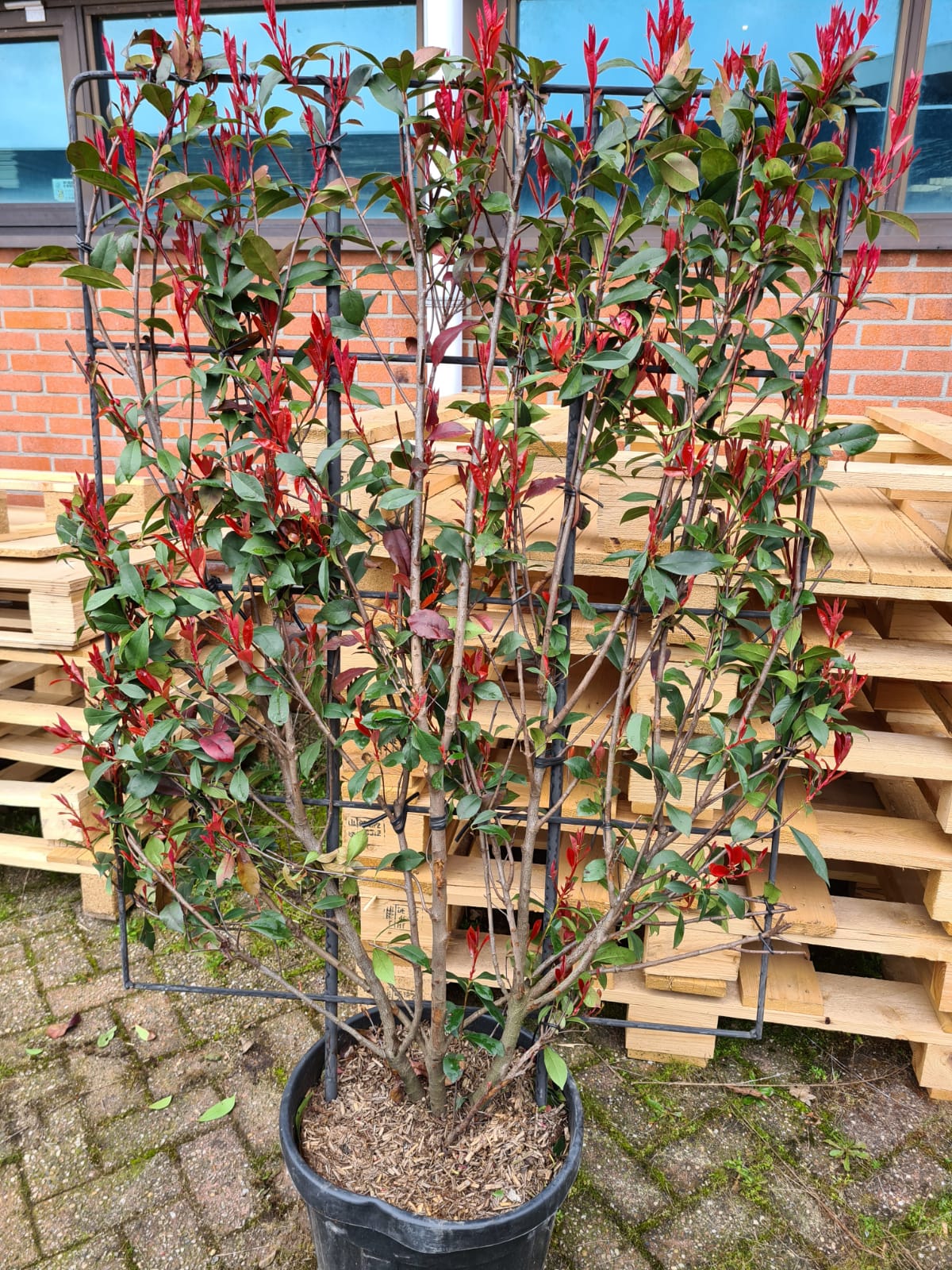 Glansmispel Photinia 'Red Robin Compacta' kant en klare haag