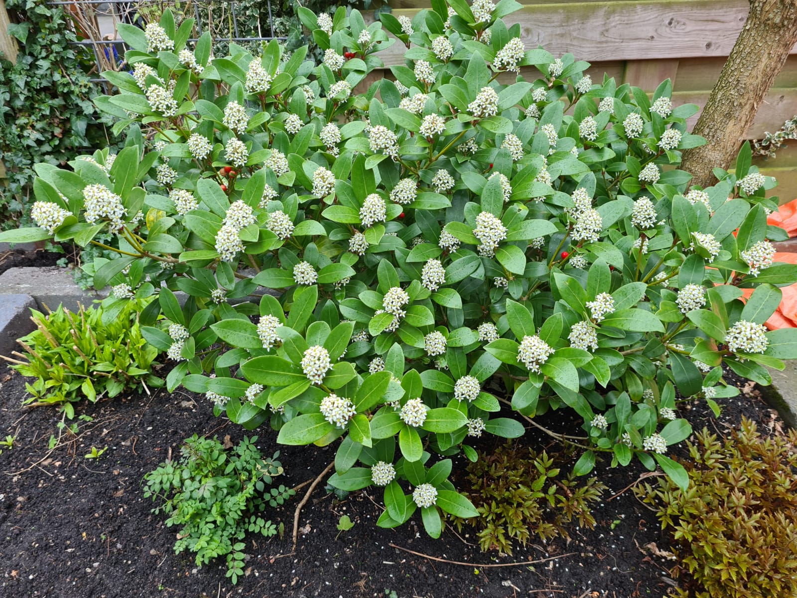 Skimmia japonica combineren | Decoratieve wintergroene heester