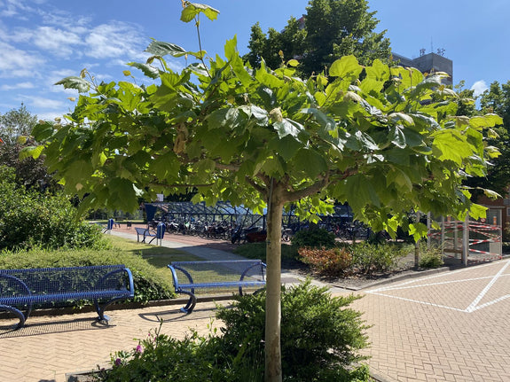Dakplataan boom Platanus x acerifolia, Dak plataan kopen