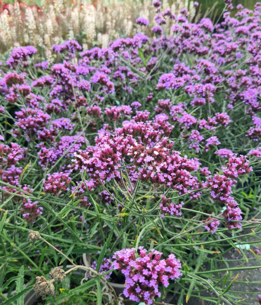 Ijzerhard Verbena bonariensis plant kopen Lila paars