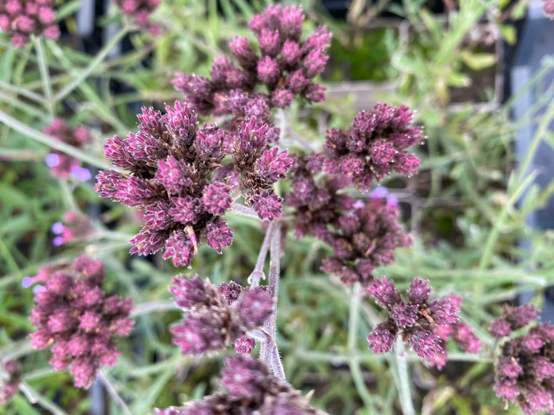 IJzerhard - Verbena bonariensis 'Lollipop' plant kopen