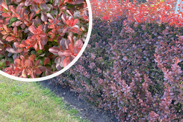 Zuurbes Berberis thunbergii 'Atropurpurea' kopen