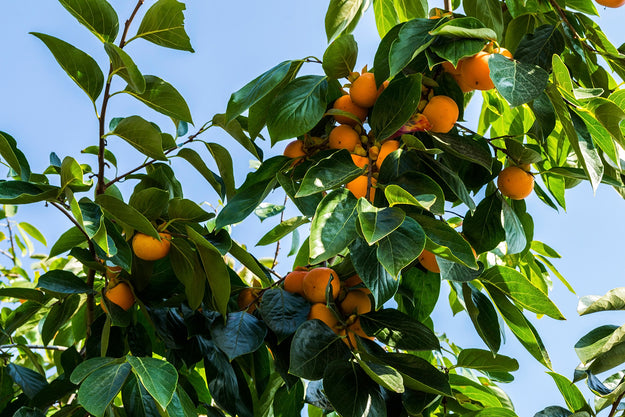 Kakiboom - Diospyros kaki struik / boompje kopen