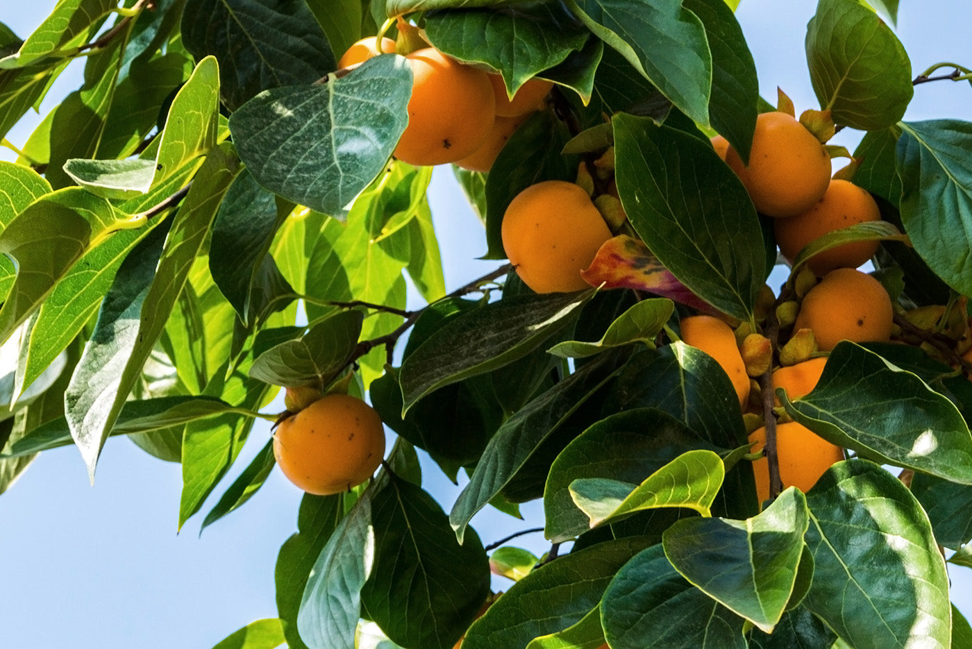 Zelfbestuivende Kaki boom/struik Diospyros kaki 'Vaniglia'