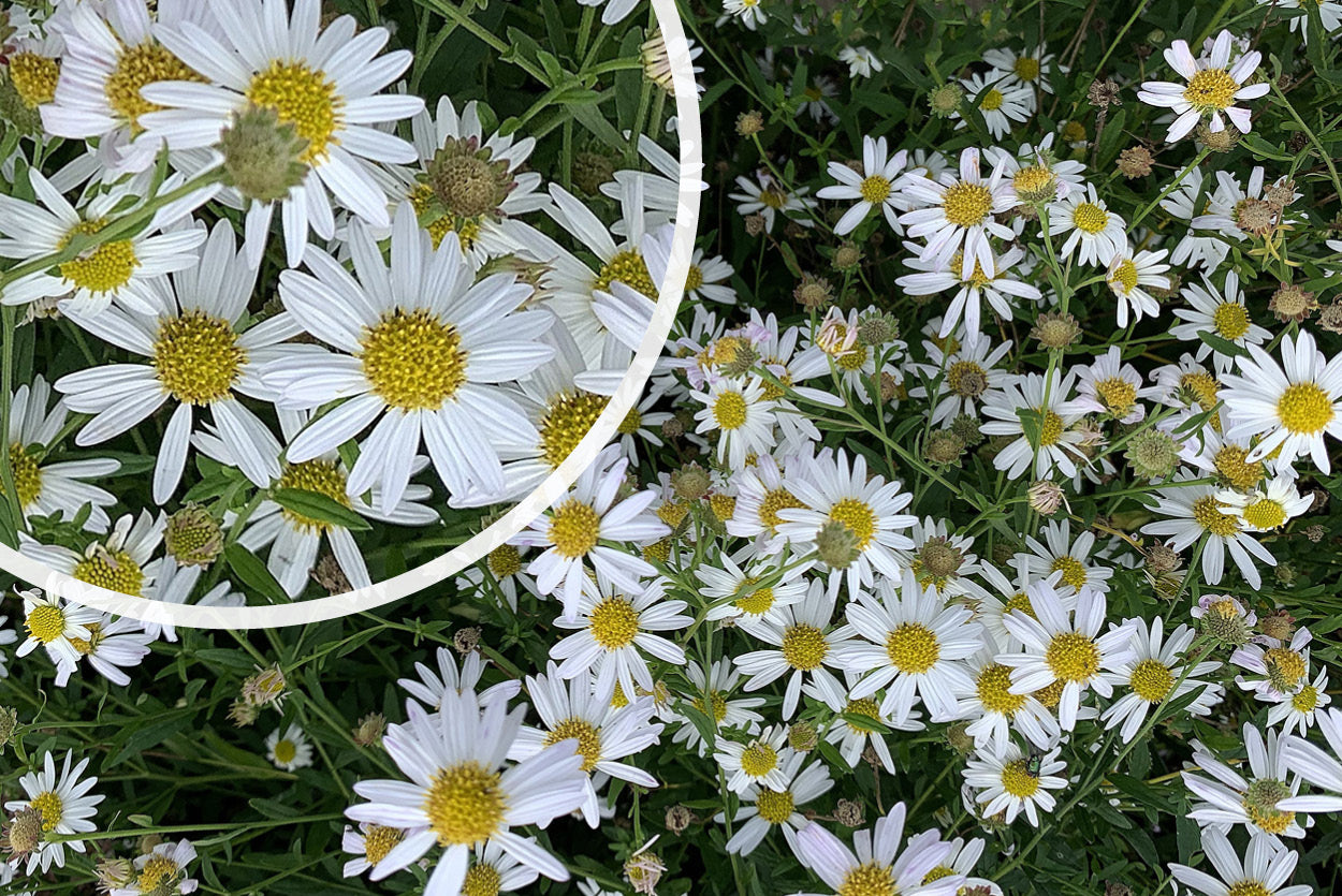 Zomeraster Kalimeris incisa 'Alba' plant kopen - Wit