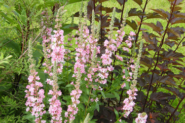 Kattenstaart 'Lythrum' planten kopen & combineren - 7 soorten