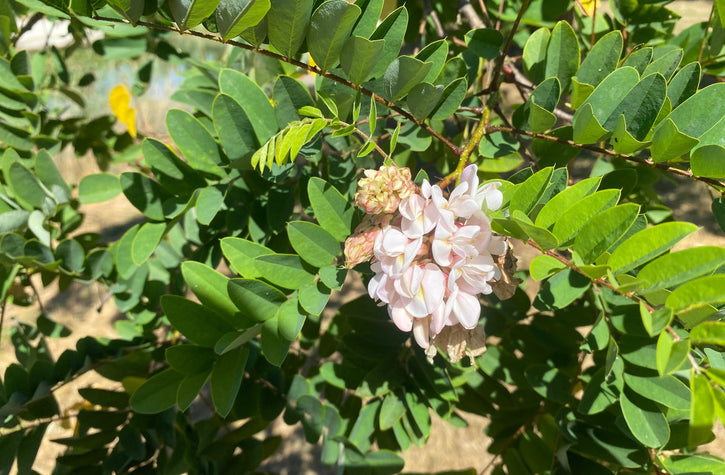 Kleverige acacia - Robinia viscosa boom