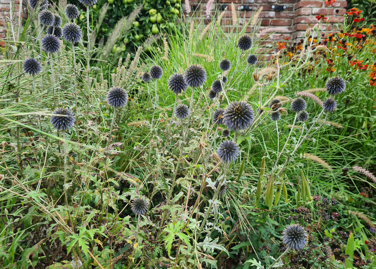 Kogeldistel - Echinops ritro 'Veitch's Blue' - Yarinde tuinplant