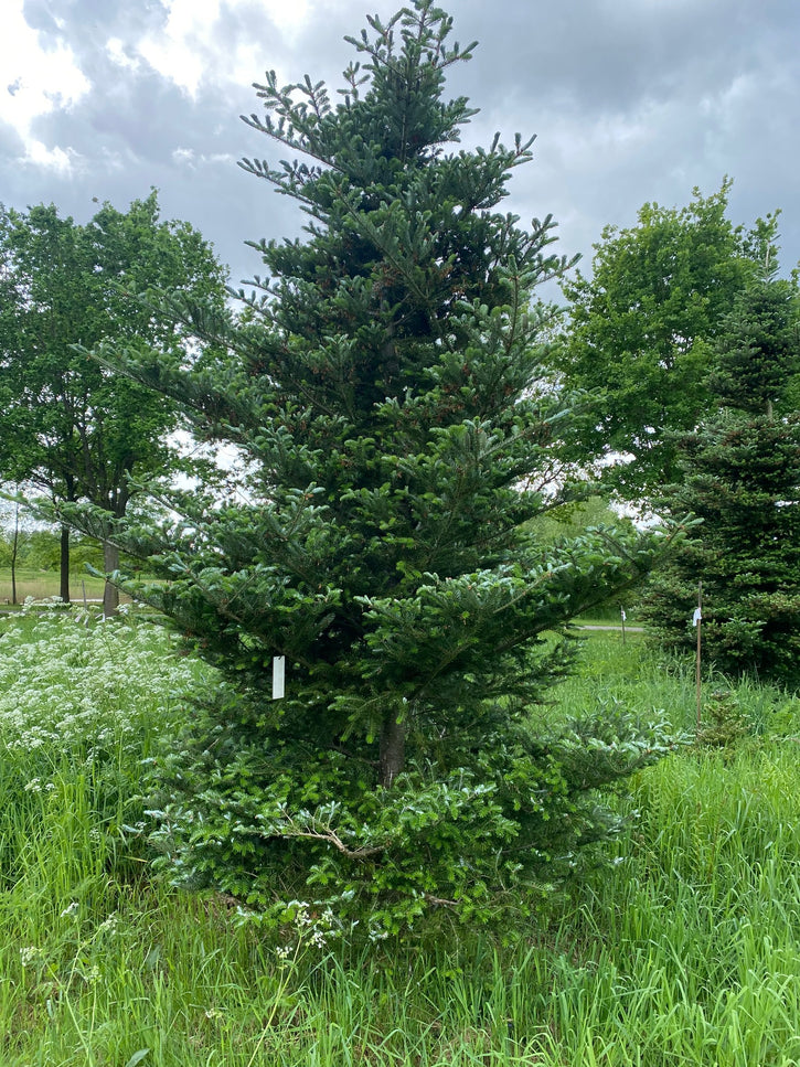 Koreaanse zilverspar kerstboom Abies koreana kerst 2024